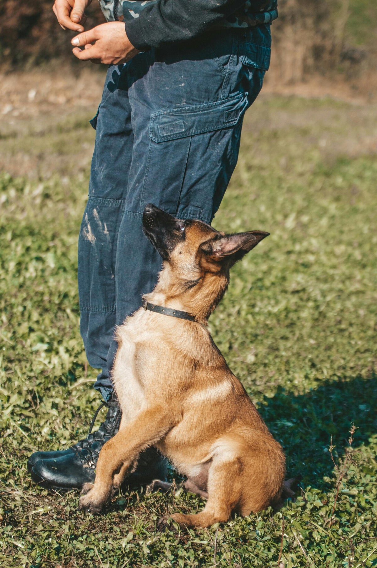 Puppy Training in Brampton – Personalized Programs at KI'S K9'S