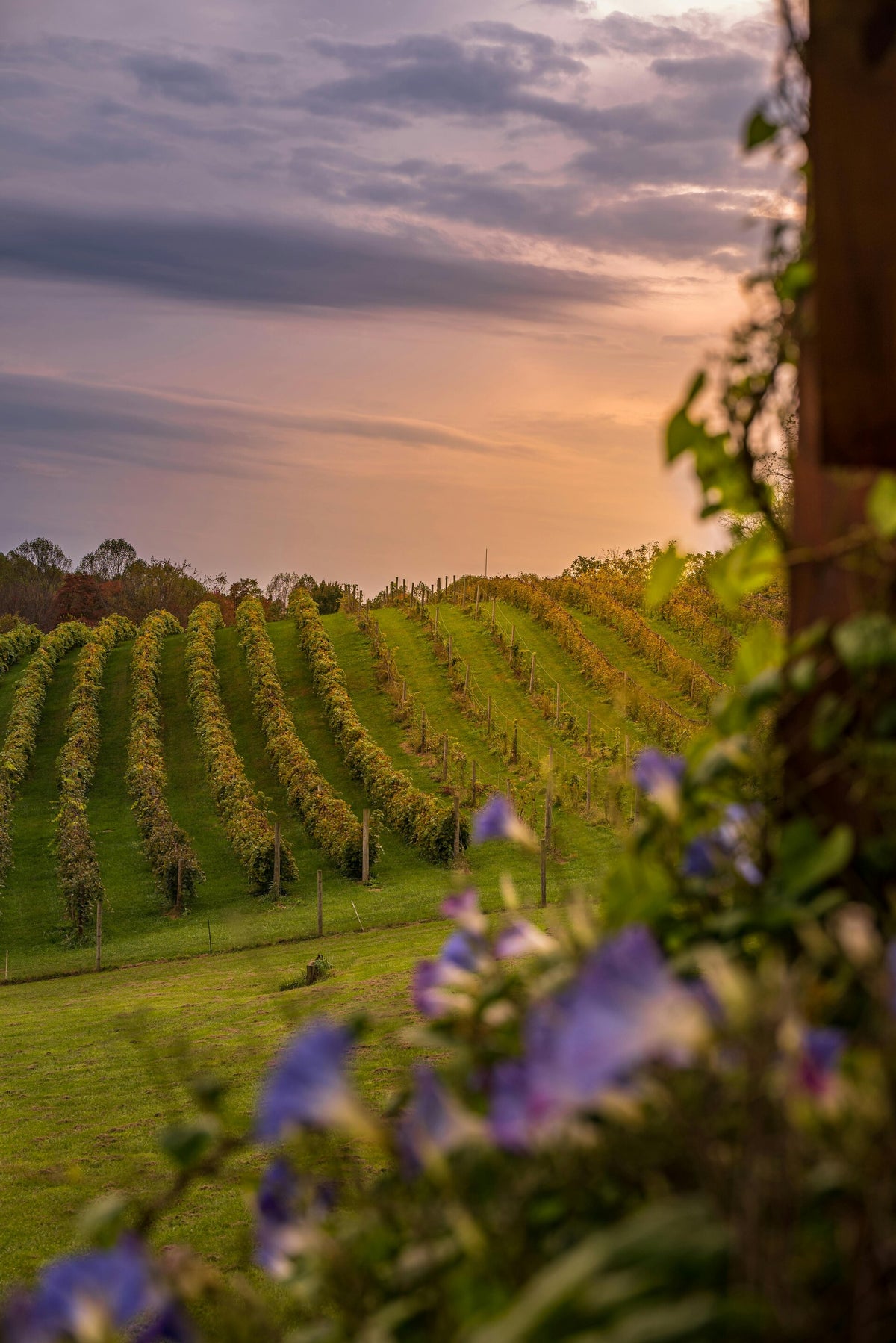 Golden Sunset Farms