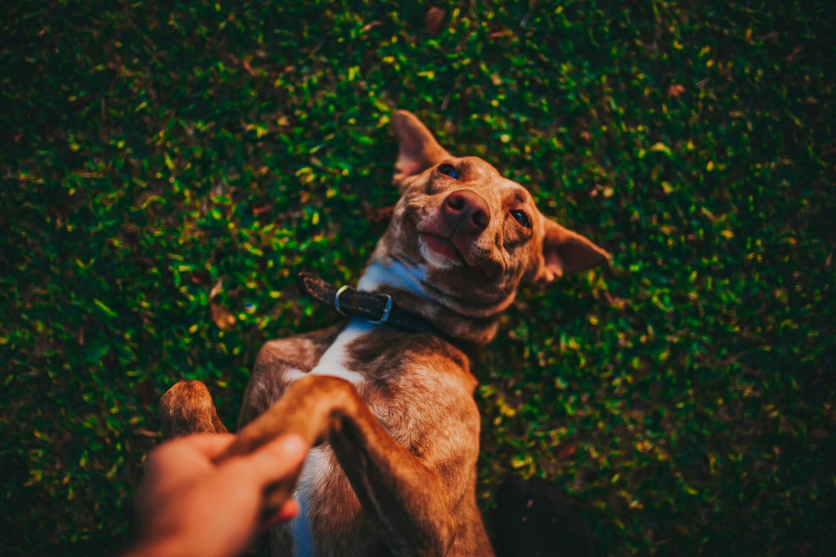 Pricing | Healing Hands Grooming