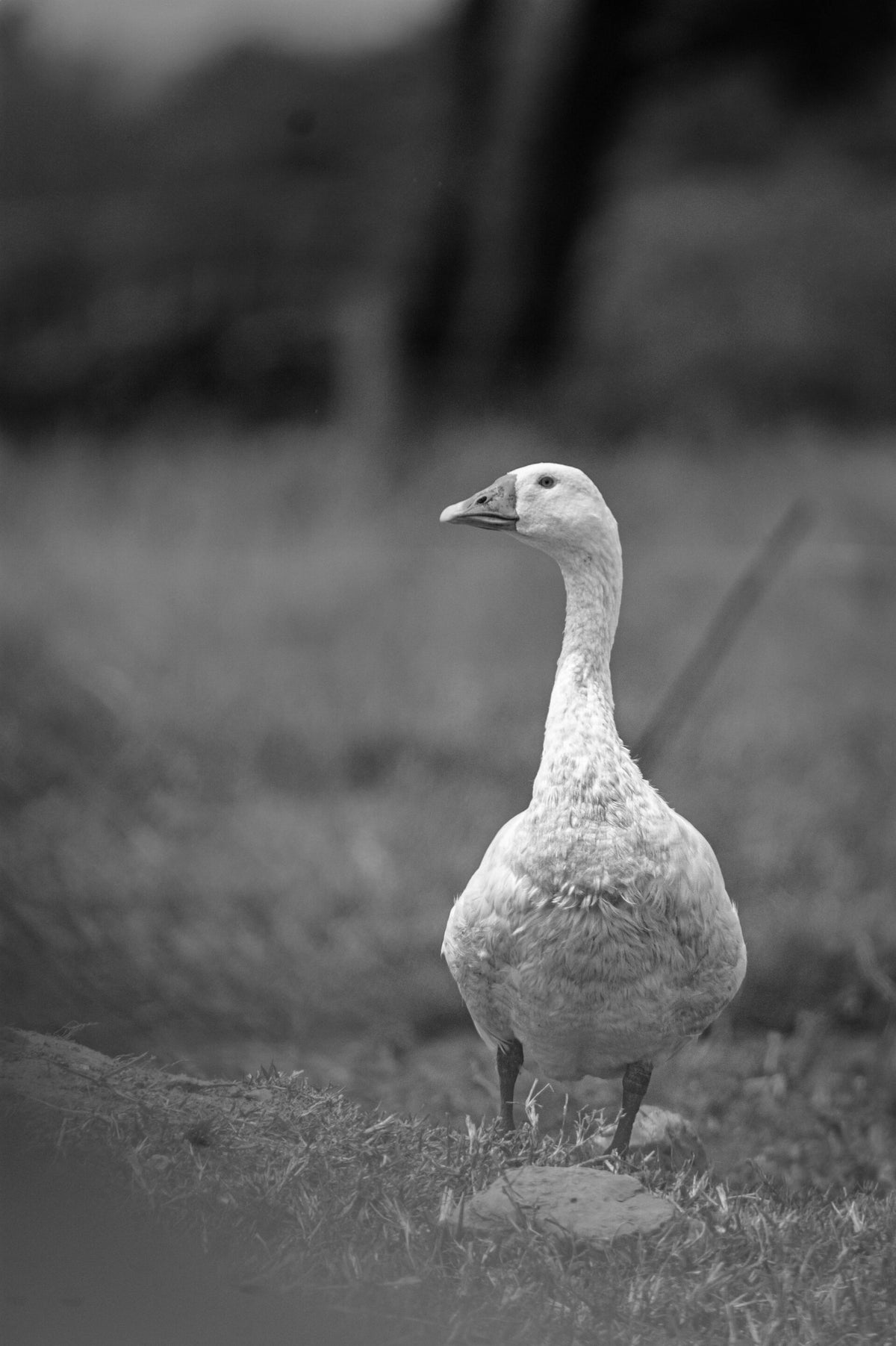 Porch Goose Club of Canada