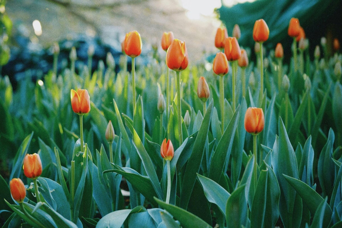 Keukenhof tips and tricks / KEUKENHOF TRAVEL GUIDE / THEME PARKS ...