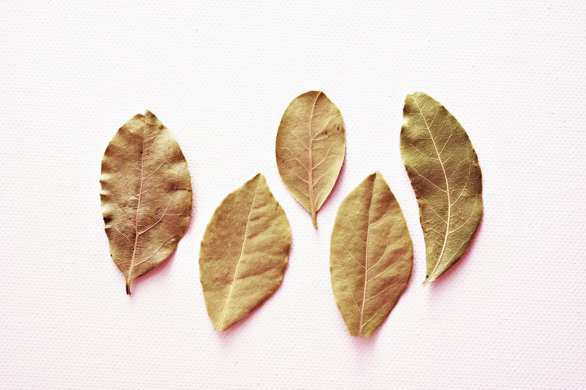 Bay Leaf / A-z of spell ingredients / Witch tips, blogs, spells & more ...
