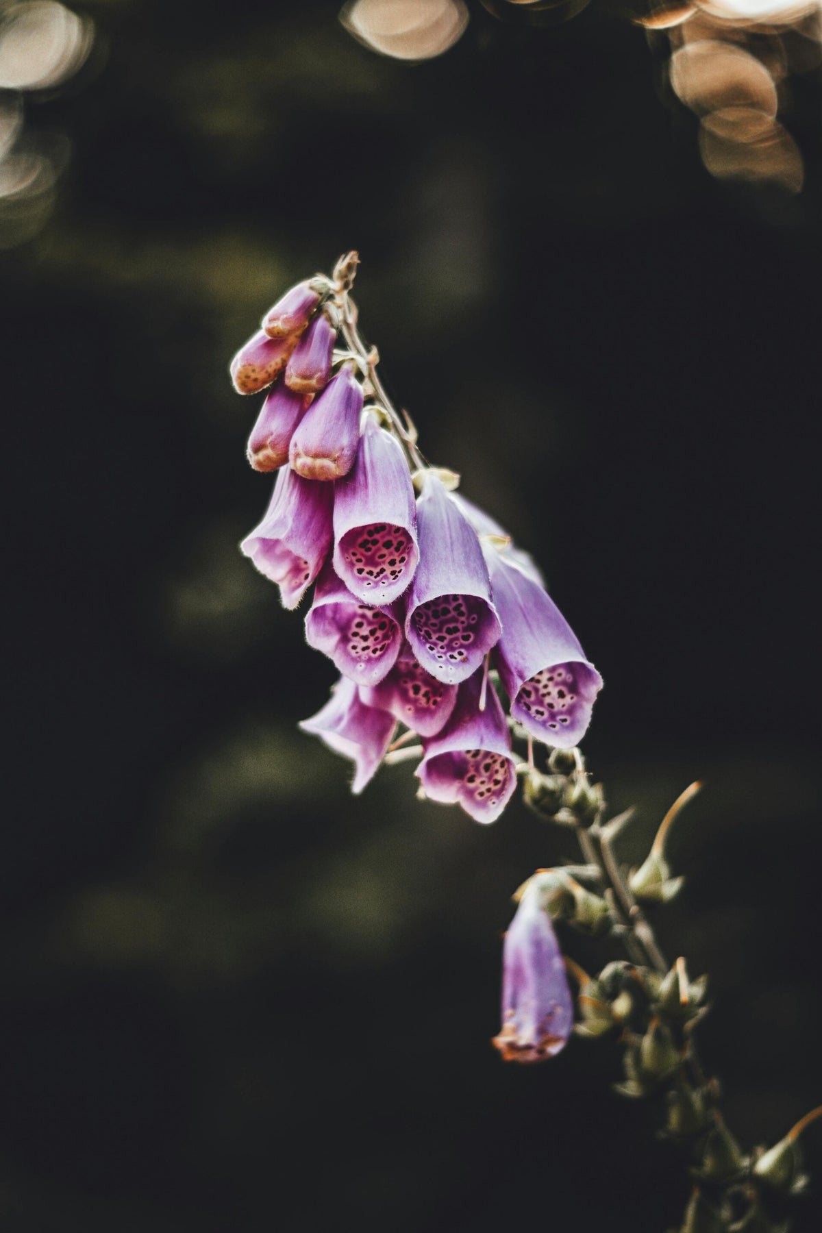 A-z of spell ingredients / Witch tips, blogs, spells & more | A Gaelic ...