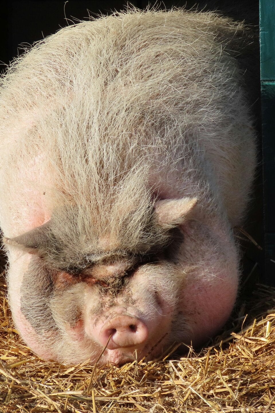Explore our meat section | Sam Shutt Farming