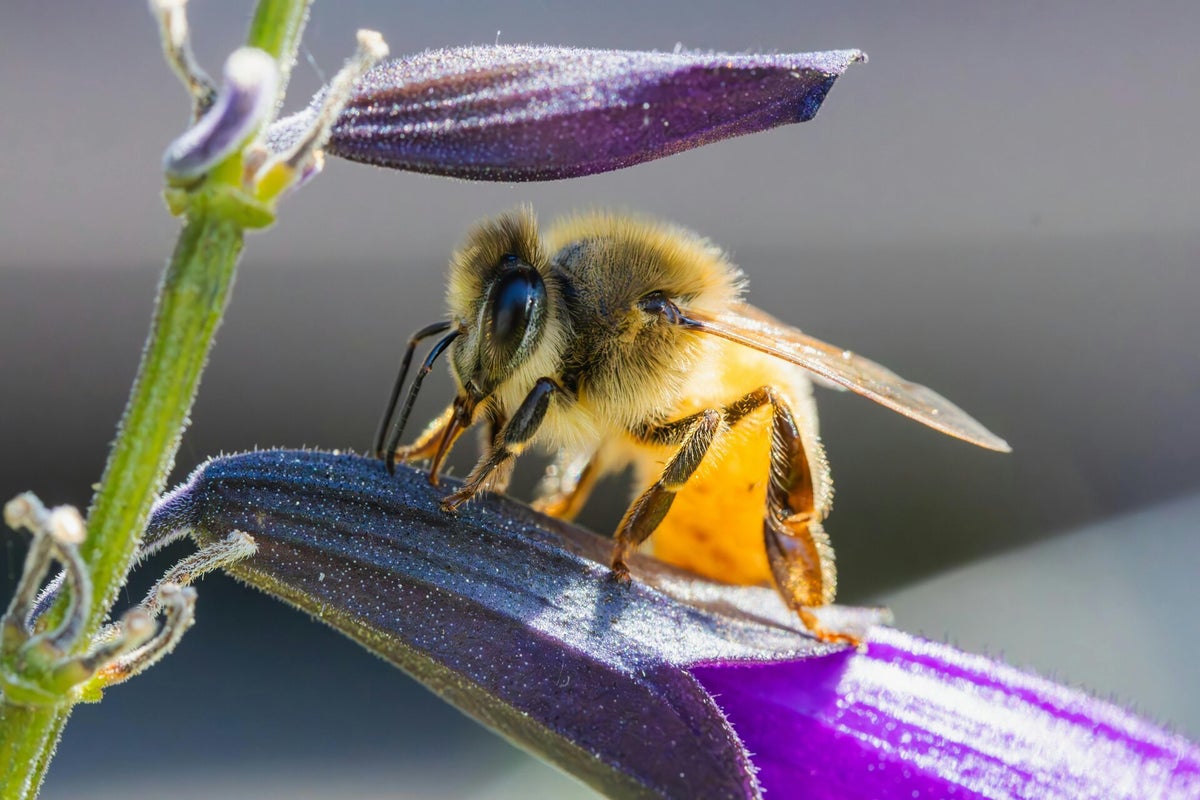 Solitaire Bijen / Soorten / Insecten / Soorten / Wildlife | wesgeco