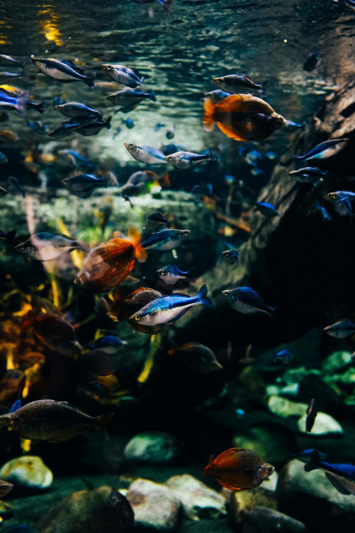 Basic Care / Onderhoud / Diensten | JT Keeping Fish