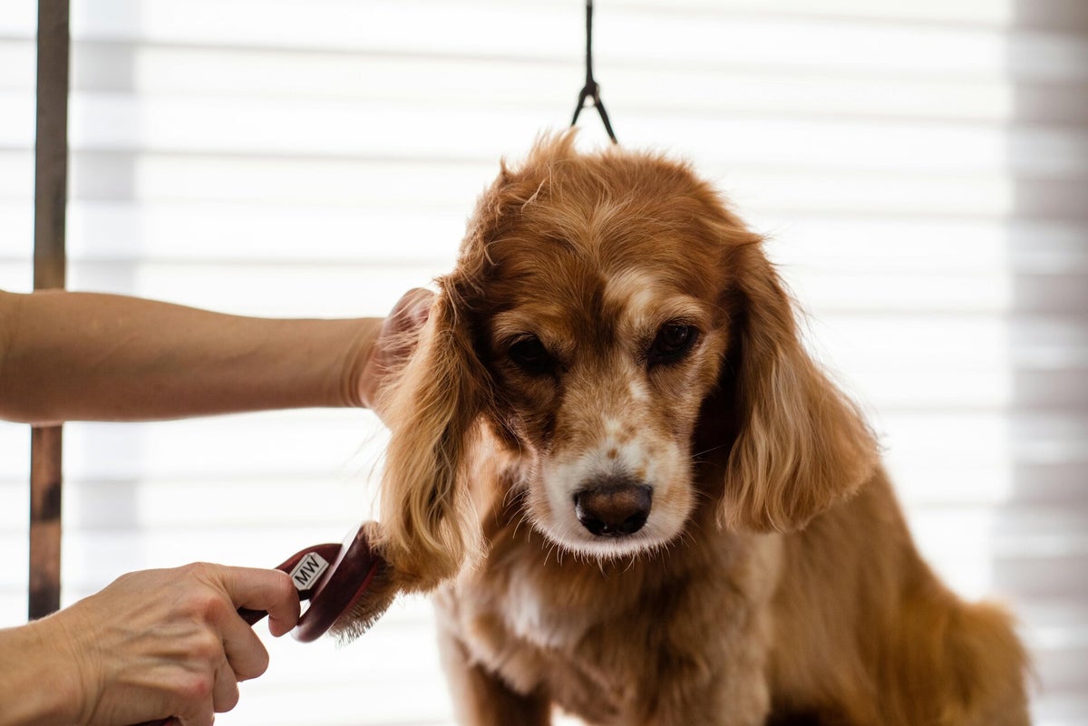 Grooming Services | My best friend grooming llc