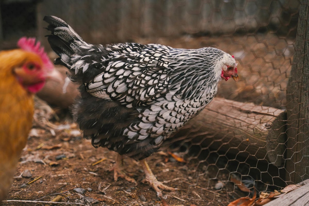 Luizen, mijten en parasieten bij kippen – herkennen en bestrijden