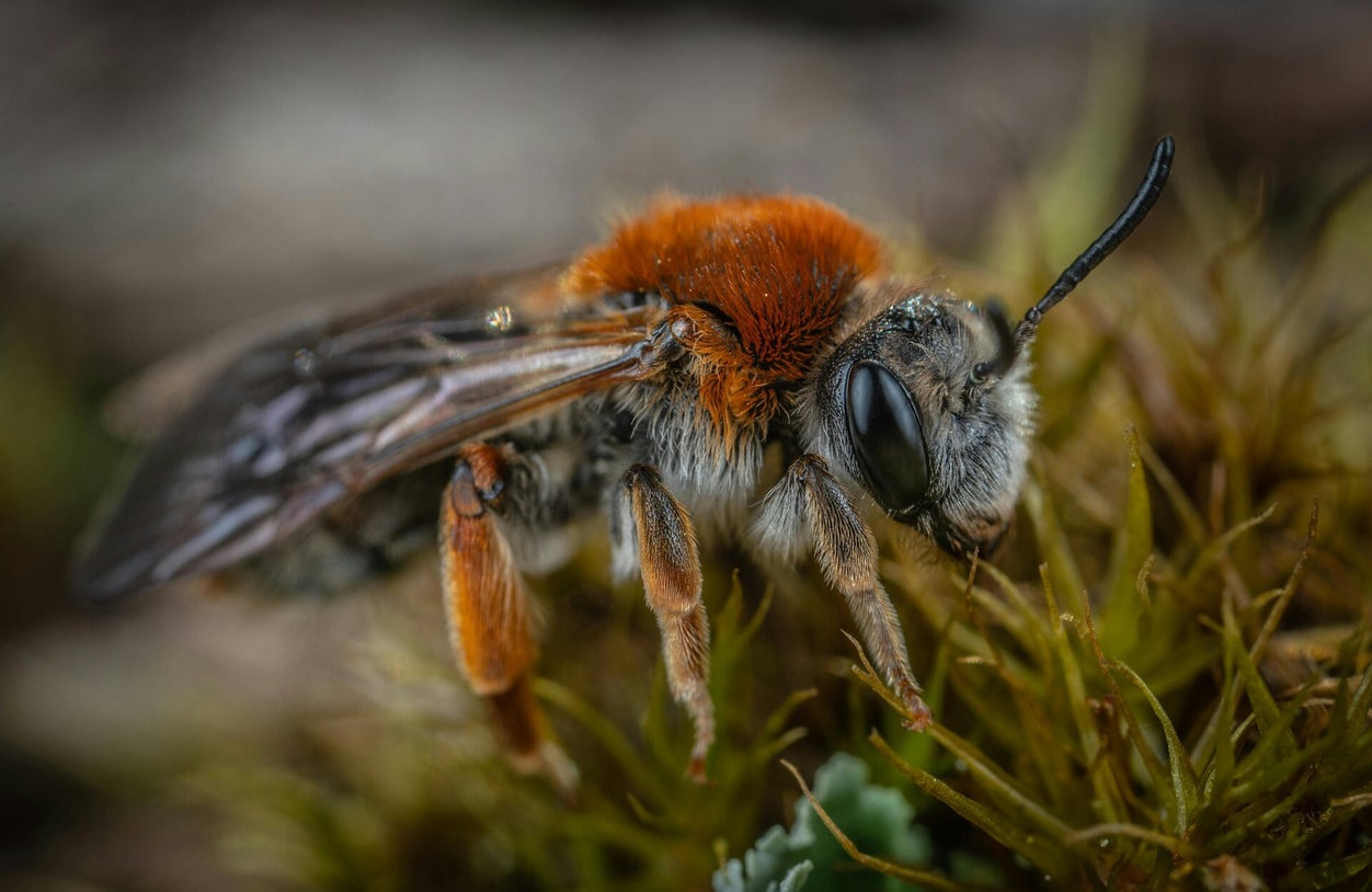 Solitaire bijen in je tuin: klein van stuk, groots van belang ...