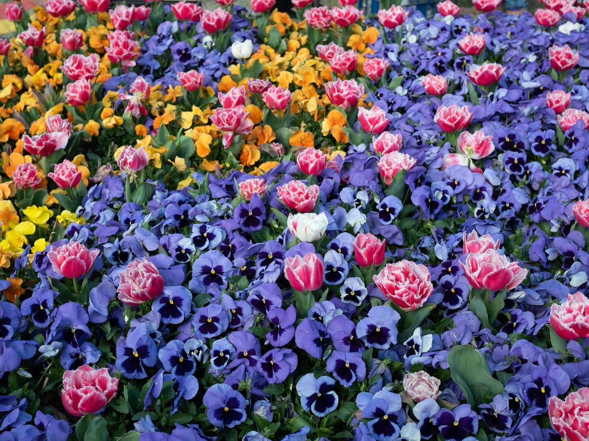 ALL YOU NEED TO KNOW ABOUT THE FLOWER FESTIVAL (BLOEMENCORSO) DAY AT KEUKENHOF / Keukenhof tips ...