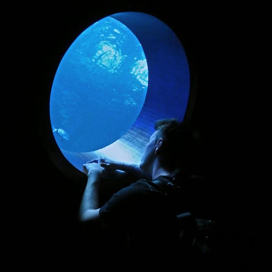 Beginner’s Guide to Neocaridina Shrimp Care | H&K Aquatics