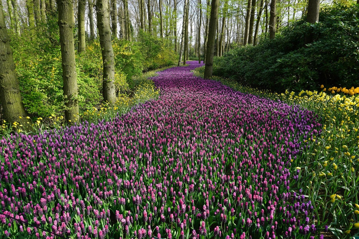 Keukenhof tips and tricks / KEUKENHOF TRAVEL GUIDE / THEME PARKS ...