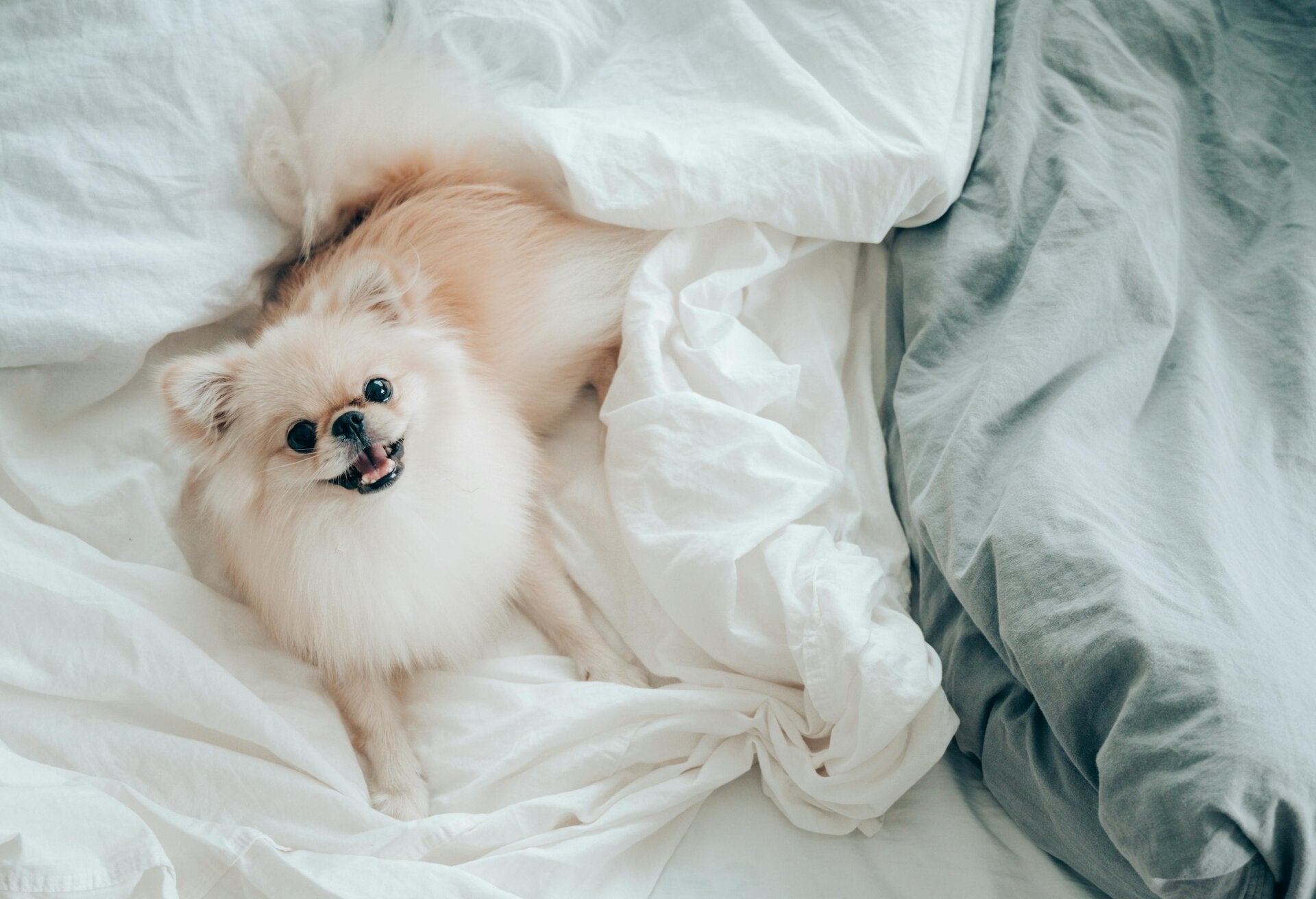 The Animal Laundry
