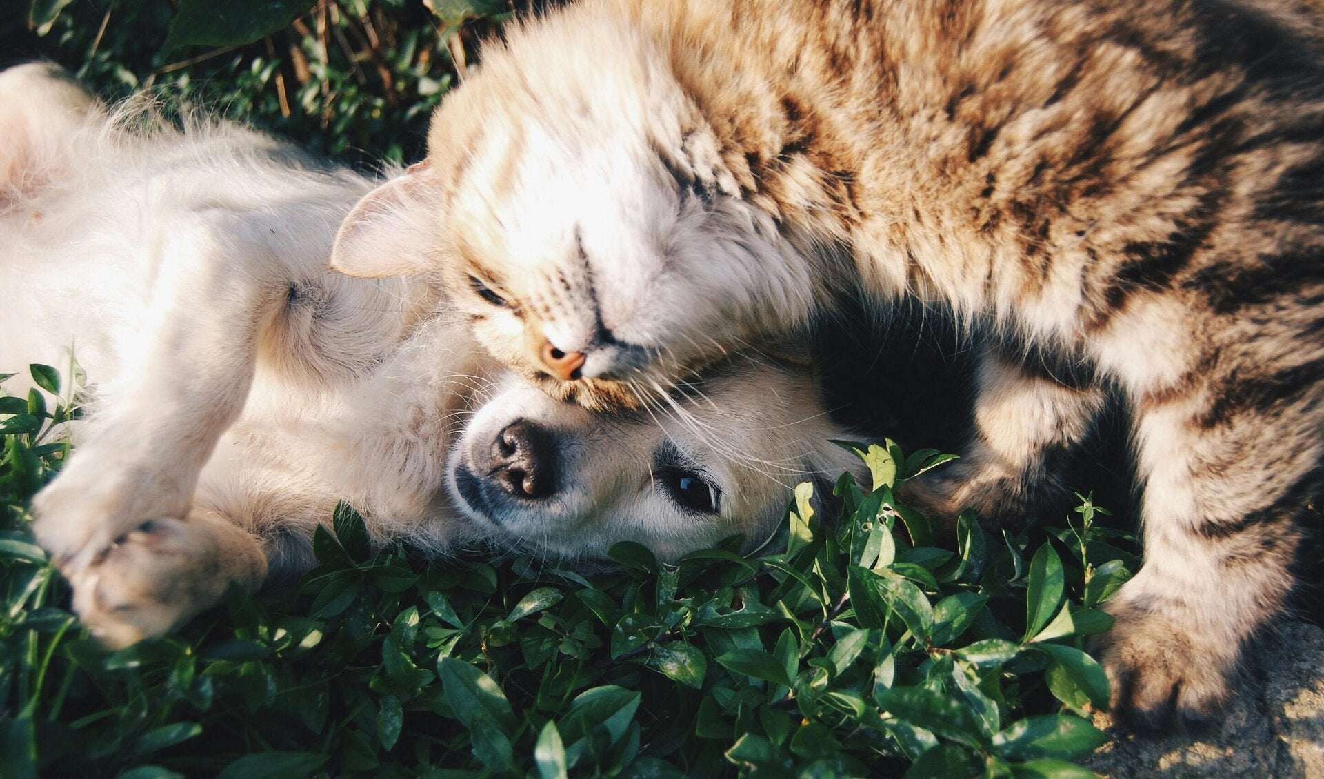 Accueil | passeportanimal