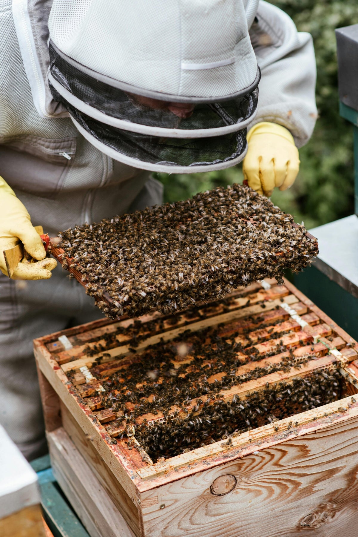 Colonial Bees