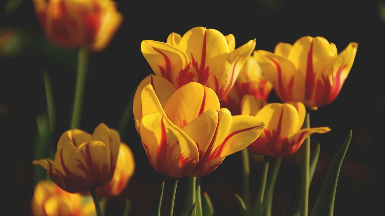 HOW MANY HOURS DO YOU NEED AT KEUKENHOF? / Keukenhof tips and tricks ...