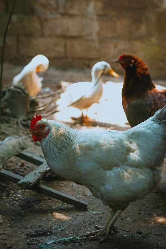 Explore our meat section | Sam Shutt Farming