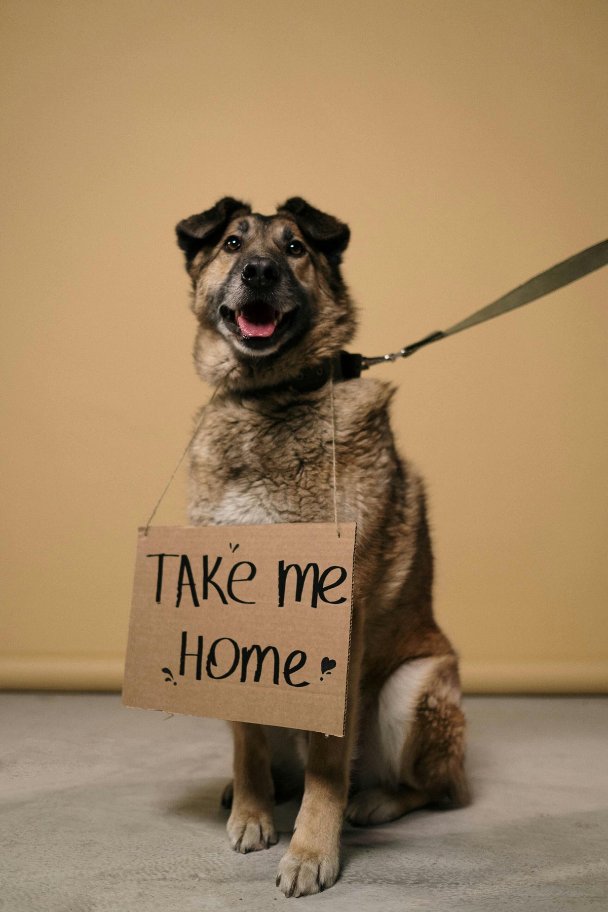 Home [scotlandhumane.org]