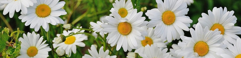 Leucanthemum vulgare : Wilde margriet / ZIELSCHRIFT | Bijen-en-Kruiden