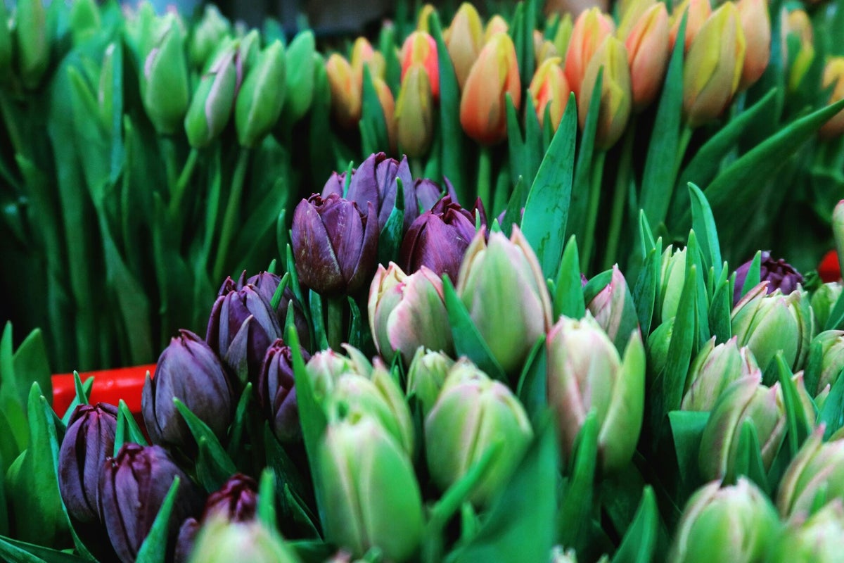 WHAT TO KNOW WHEN YOU WANT TO VISIT THE TULIP FESTIVAL (IN THE ...