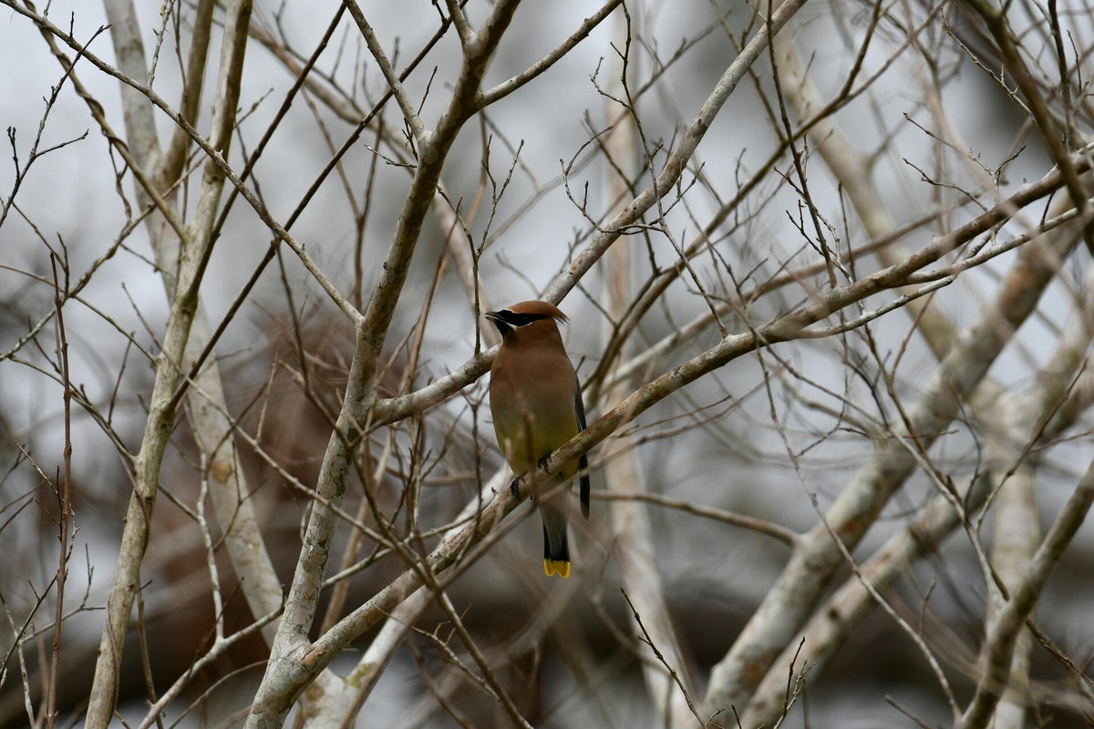 Ornithology / Organismal Biology / Biology / Science / Articles ...