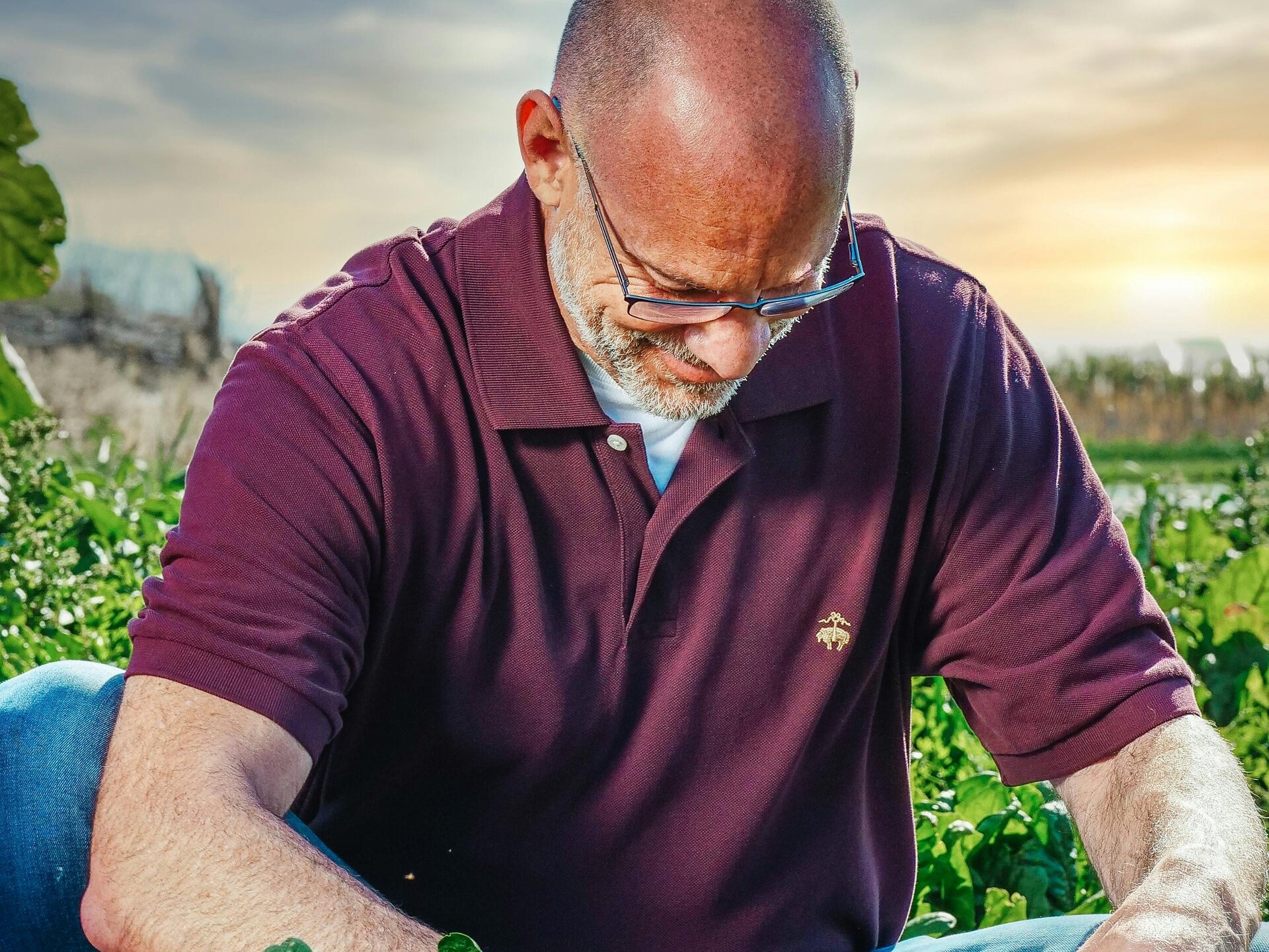 EMERALD HARVEST WHOLESALER