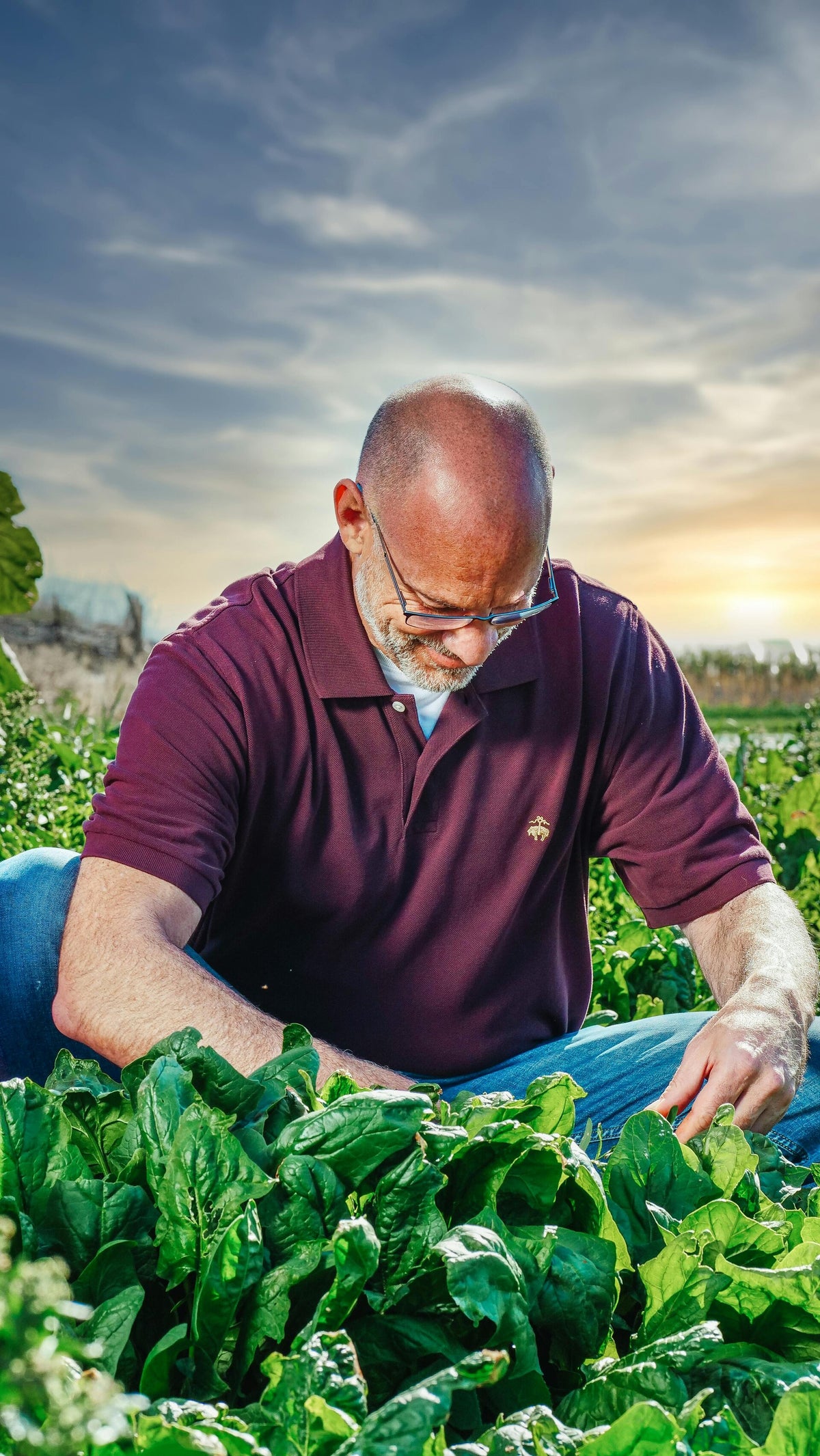 EMERALD HARVEST WHOLESALER