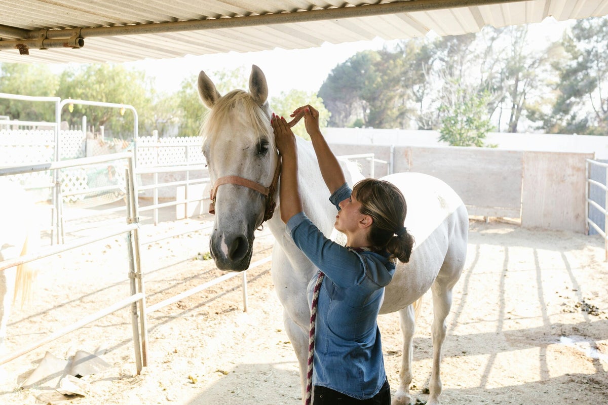 Services | Ruth Sadler Veterinary Physiotherapy