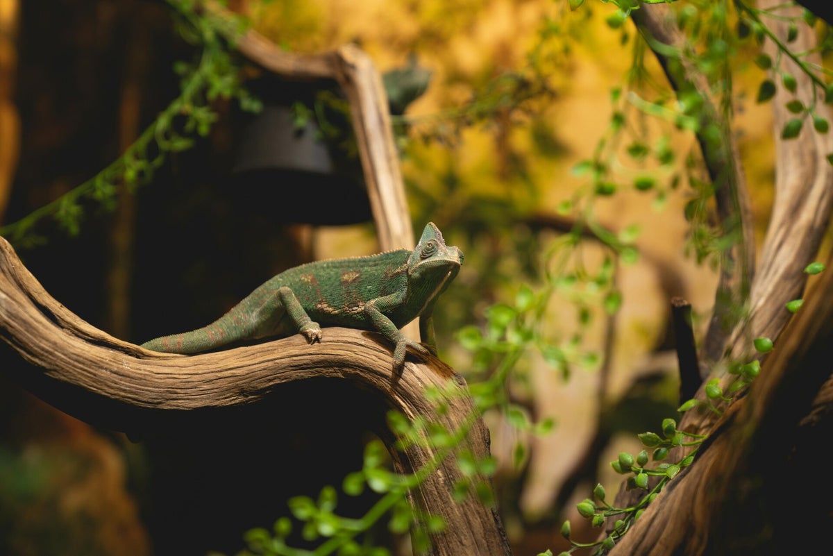 Shop | Exotic reptile backgrounds