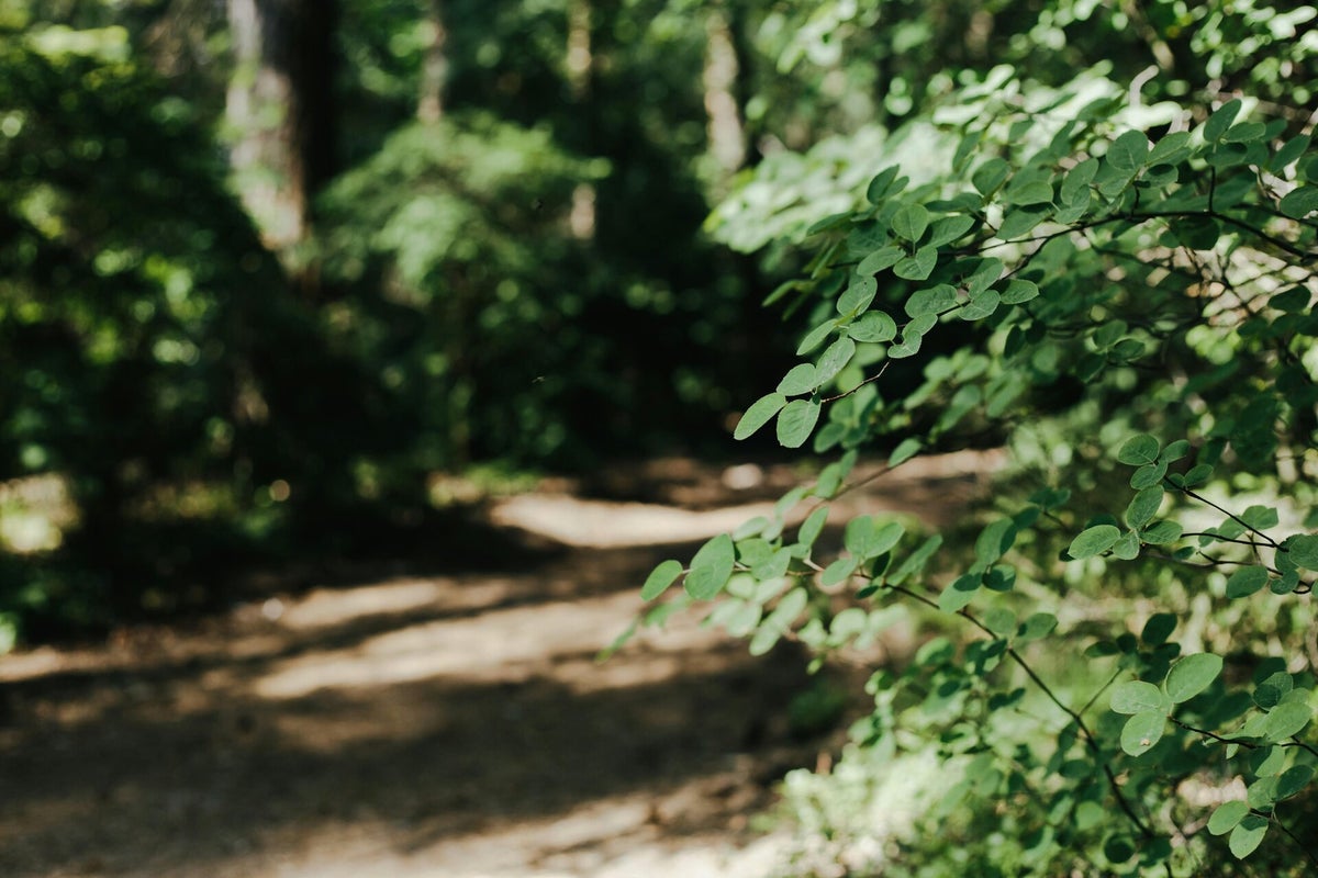 Guided Walks and Activities | Live Learn Grow