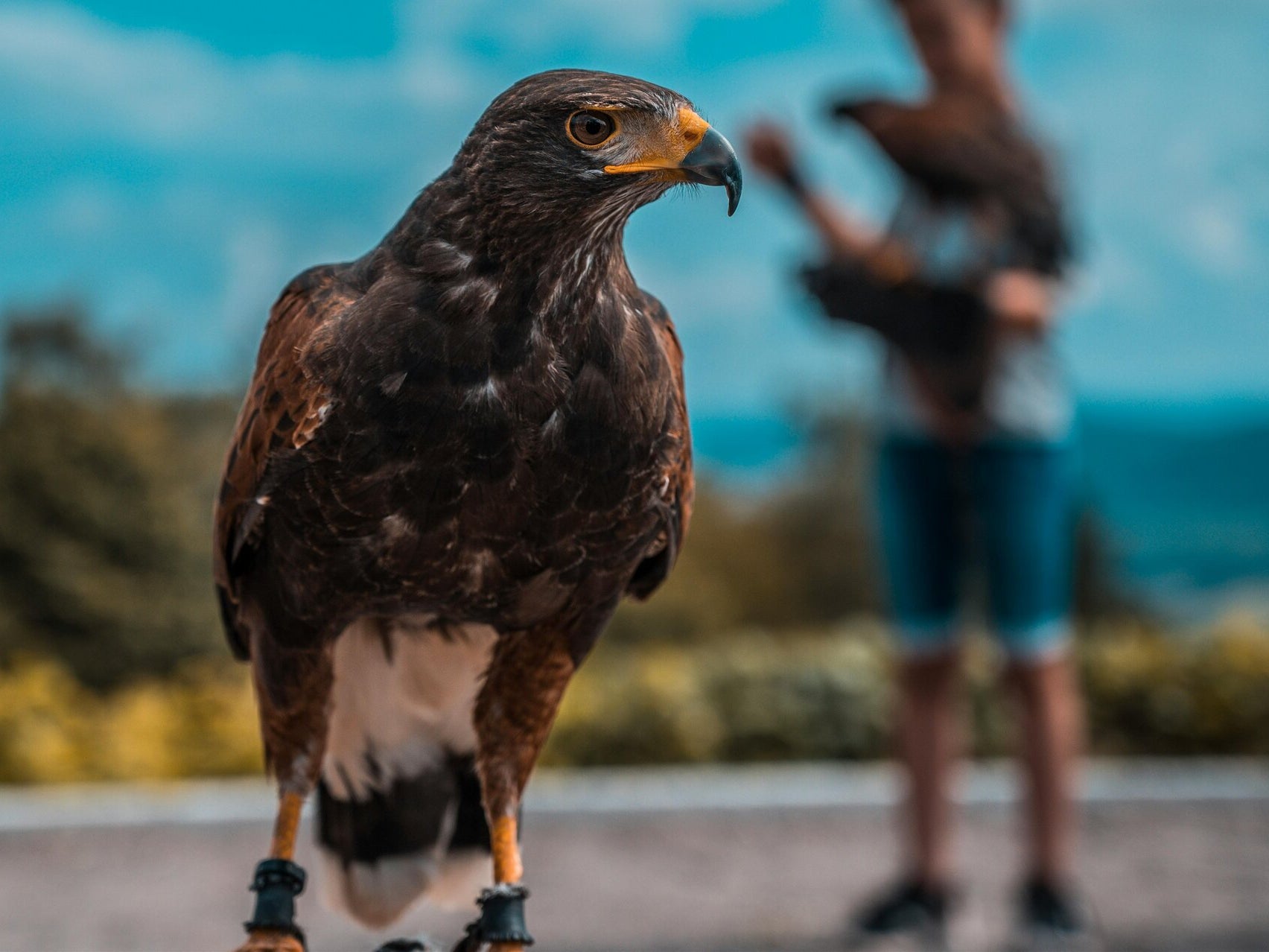 Scottish Falconry Experiences & Breaks | Fraserburgh & Rosehearty East ...