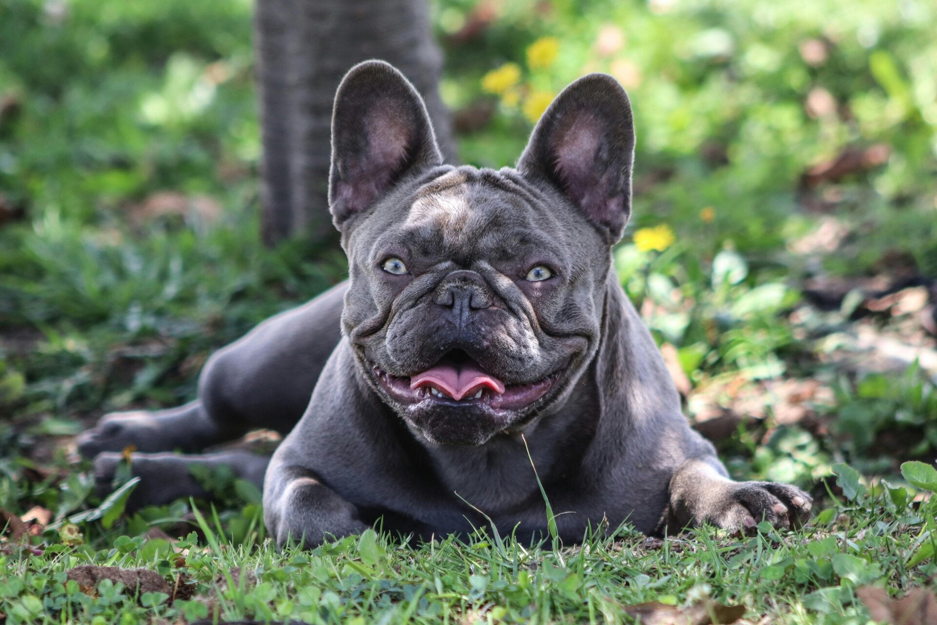 Our Exotic Frenchies | Leah's Paw-fectly Exotic Frenchies