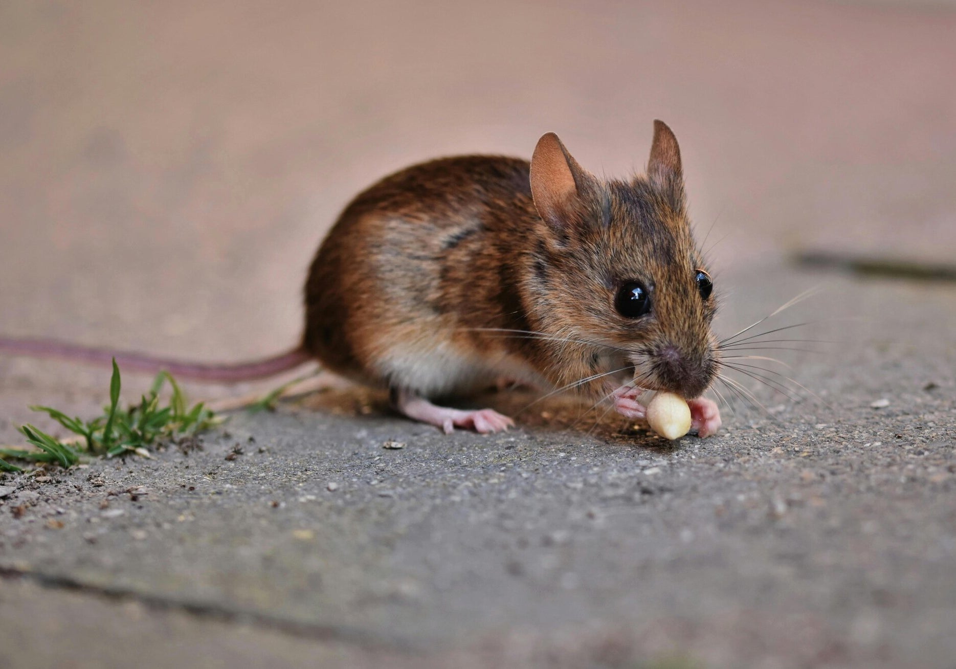 Muizenbestrijding - Garantie op resultaat