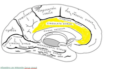 Cingulate Gyrus / Impact of brain injury per brain area | Braininjury ...