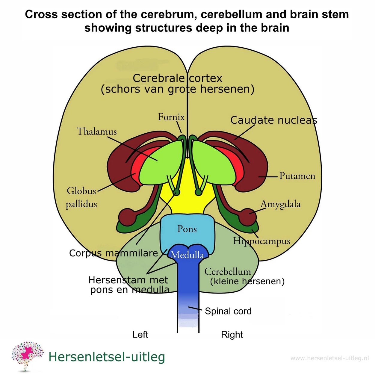 Fornix / Impact of brain injury per brain area | Braininjury ...