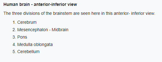 Mesencephalon / midbrain / Impact of brain injury per brain area ...