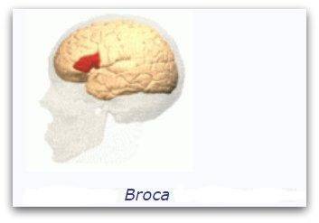 Brain and Language / Anatomy / Explanation on functions / Information ...