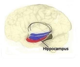 Hippocampus / Impact of brain injury per brain area | Braininjury ...