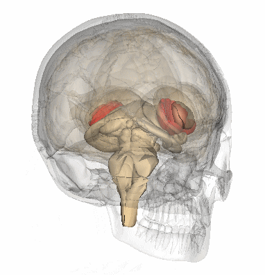 Capsula interna / Impact of brain injury per brain area | Braininjury ...