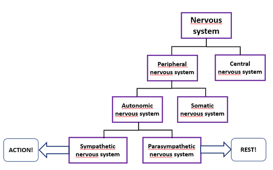 The nervous system / Anatomy / Explanation on functions / Information ...
