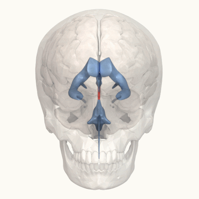 Pineal gland-epiphysis / Impact of brain injury per brain area ...