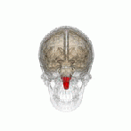 Medulla Oblongata / Impact of brain injury per brain area | Braininjury ...