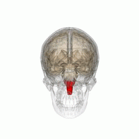 Medulla Oblongata / Impact of brain injury per brain area | Braininjury ...