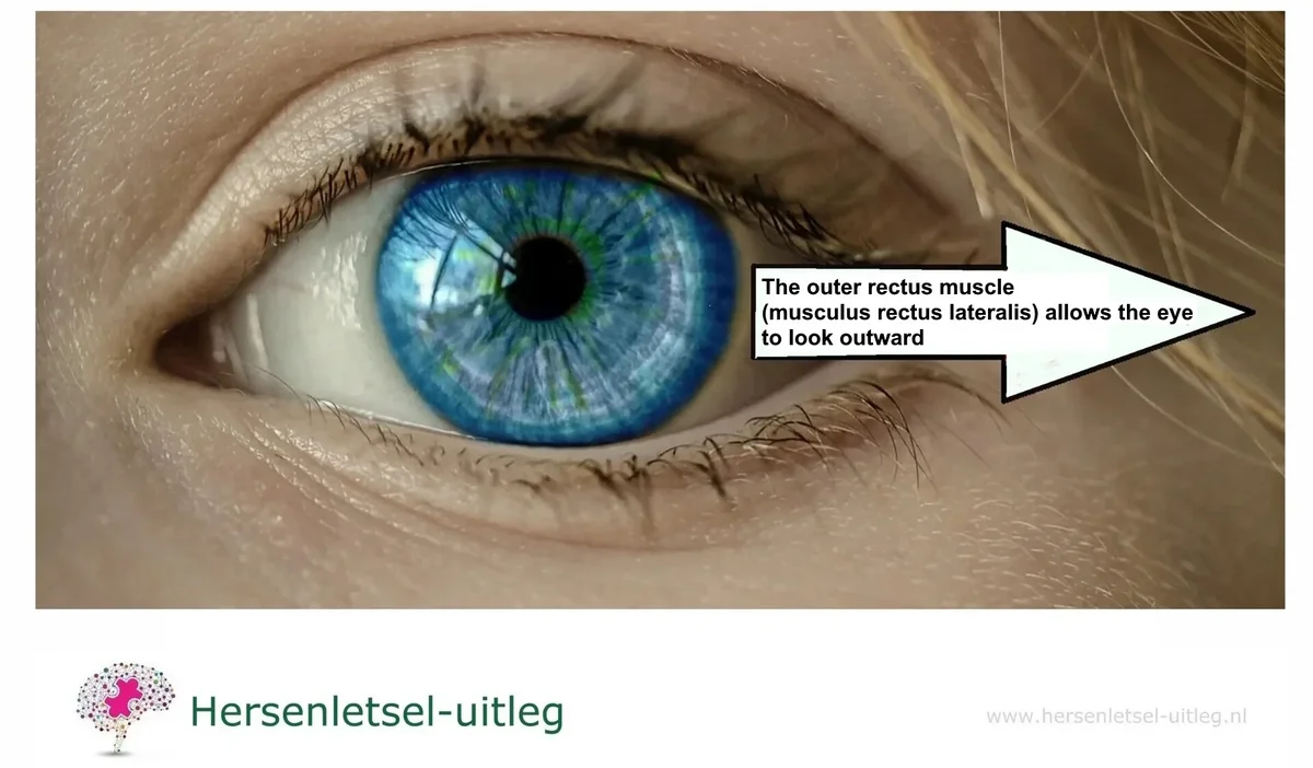 Visual consequences of brain injury / Sensory consequences ...