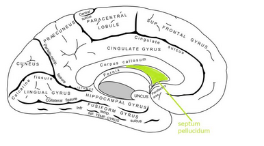 Limbic system / Impact of brain injury per brain area | Braininjury ...