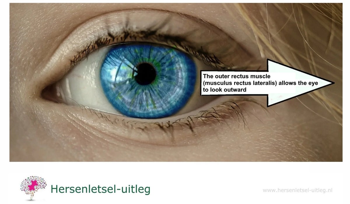 Pons / Impact of brain injury per brain area | Braininjury-explanation.com