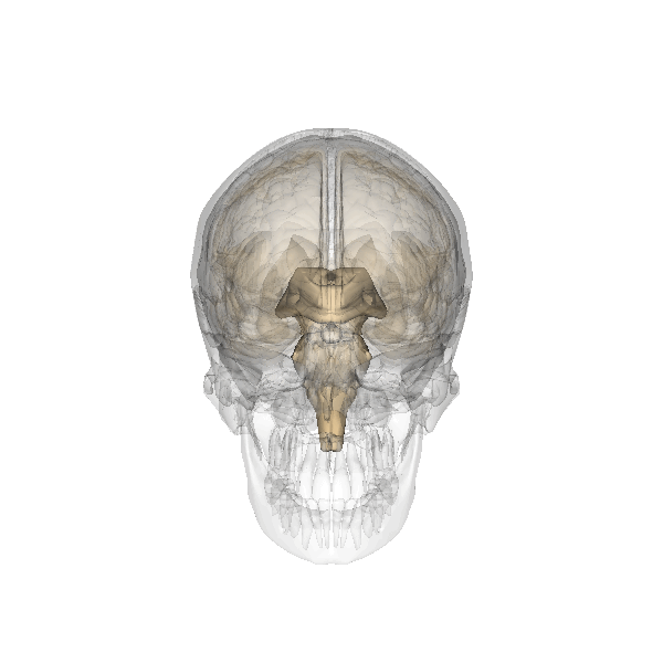 Pineal gland-epiphysis / Impact of brain injury per brain area ...