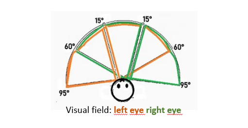 Visual consequences of brain injury / Sensory consequences ...