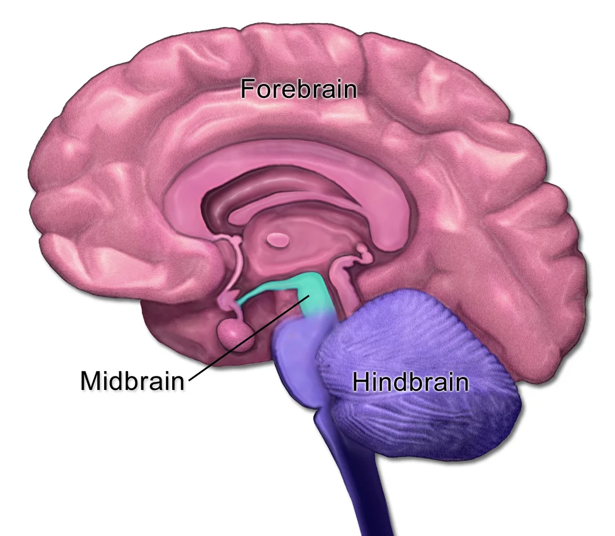 Mesencephalon / midbrain / Impact of brain injury per brain area ...