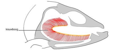 vissen | Gaswisselingdieren